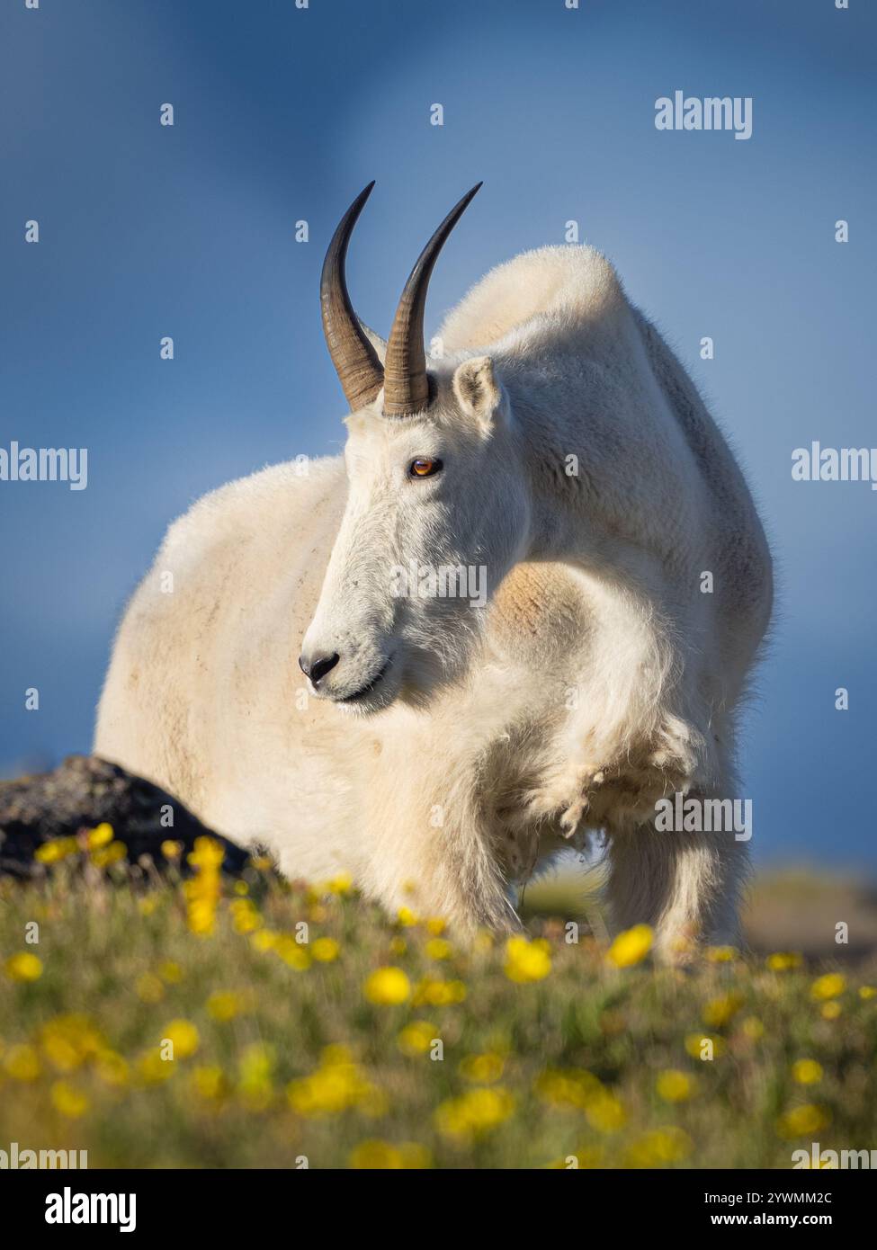 Alpiine hi-res stock photography and images - Alamy