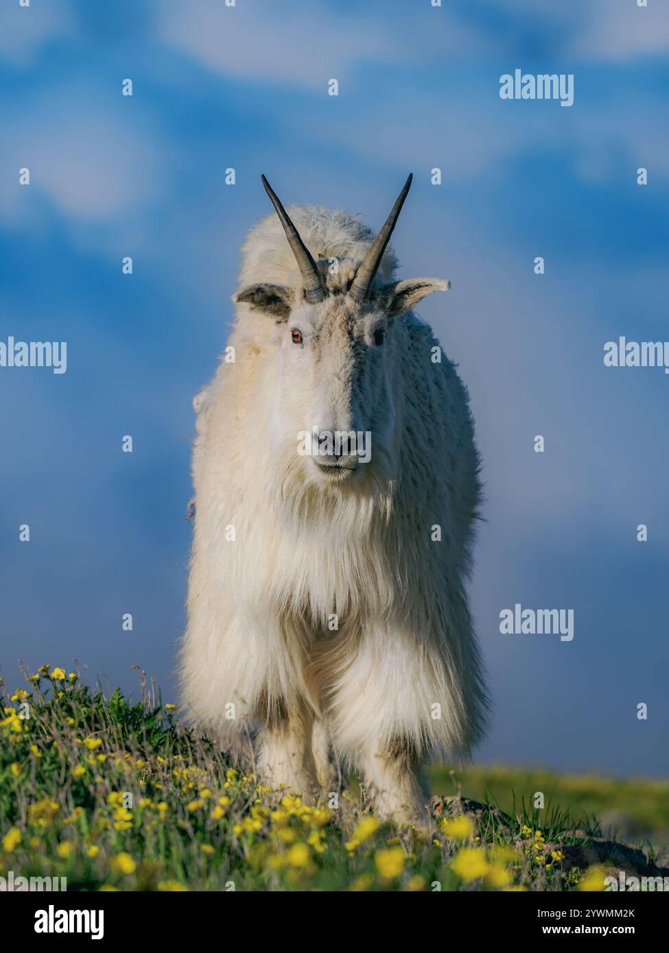 big billy rocky mountain goat on the alpiine Stock Photo - Alamy