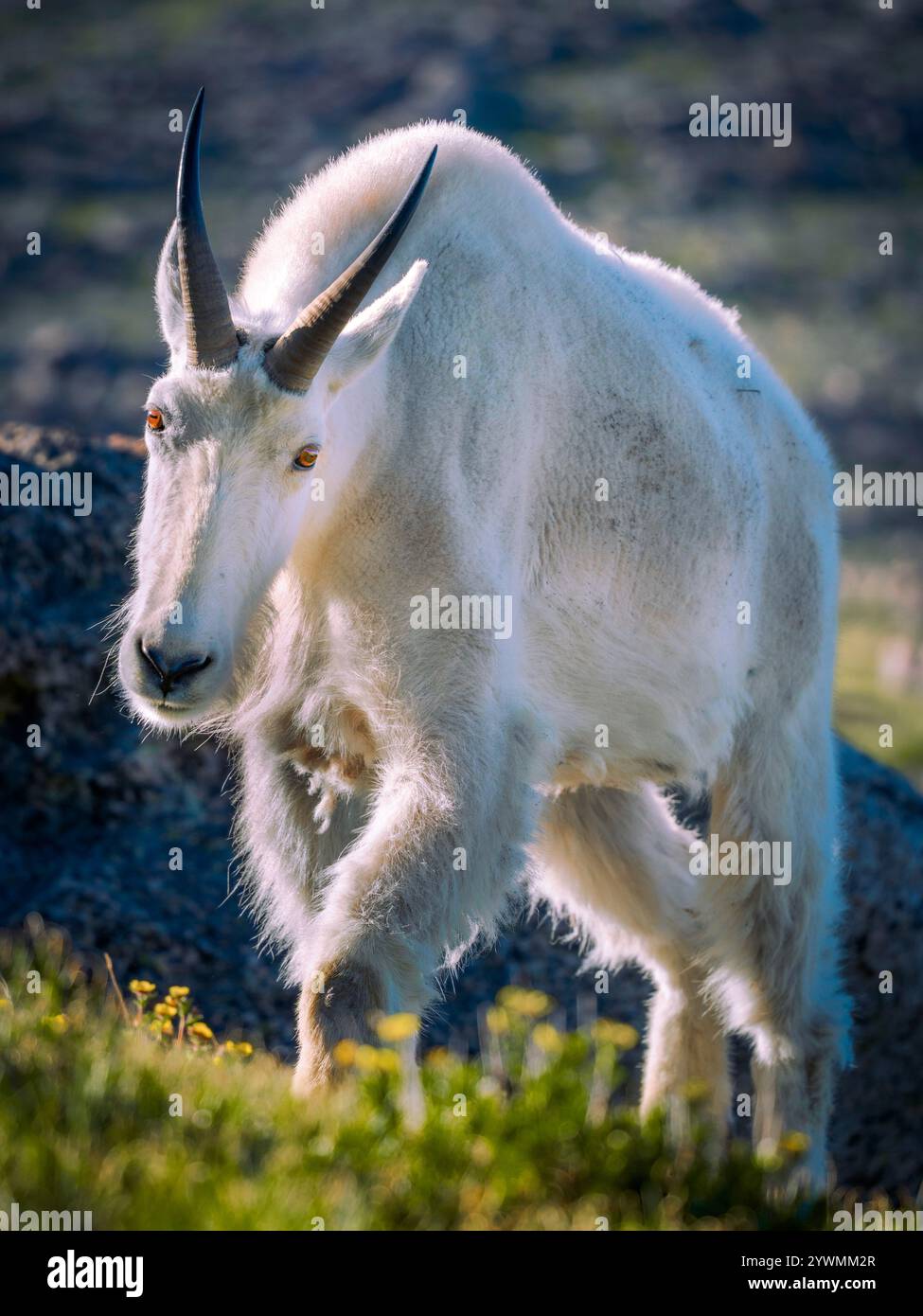 big billy rocky mountain goat on the alpiine Stock Photo - Alamy
