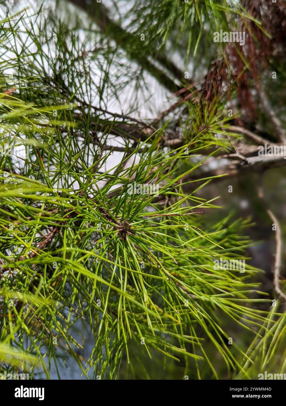 sand pine (Pinus clausa Stock Photo - Alamy
