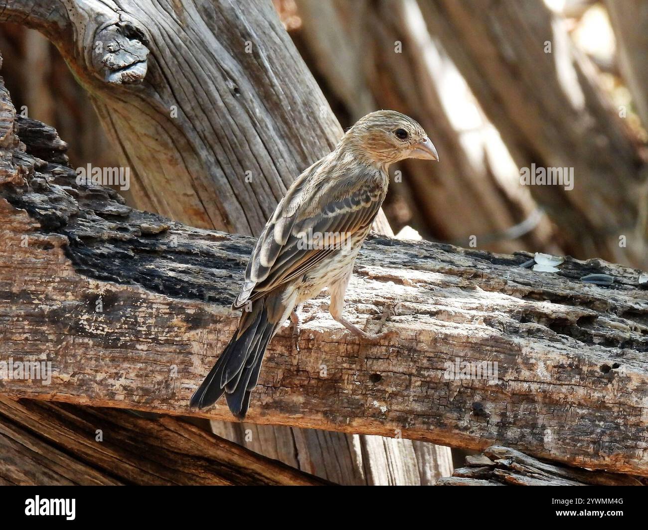 House Finch (Haemorhous mexicanus Stock Photo - Alamy