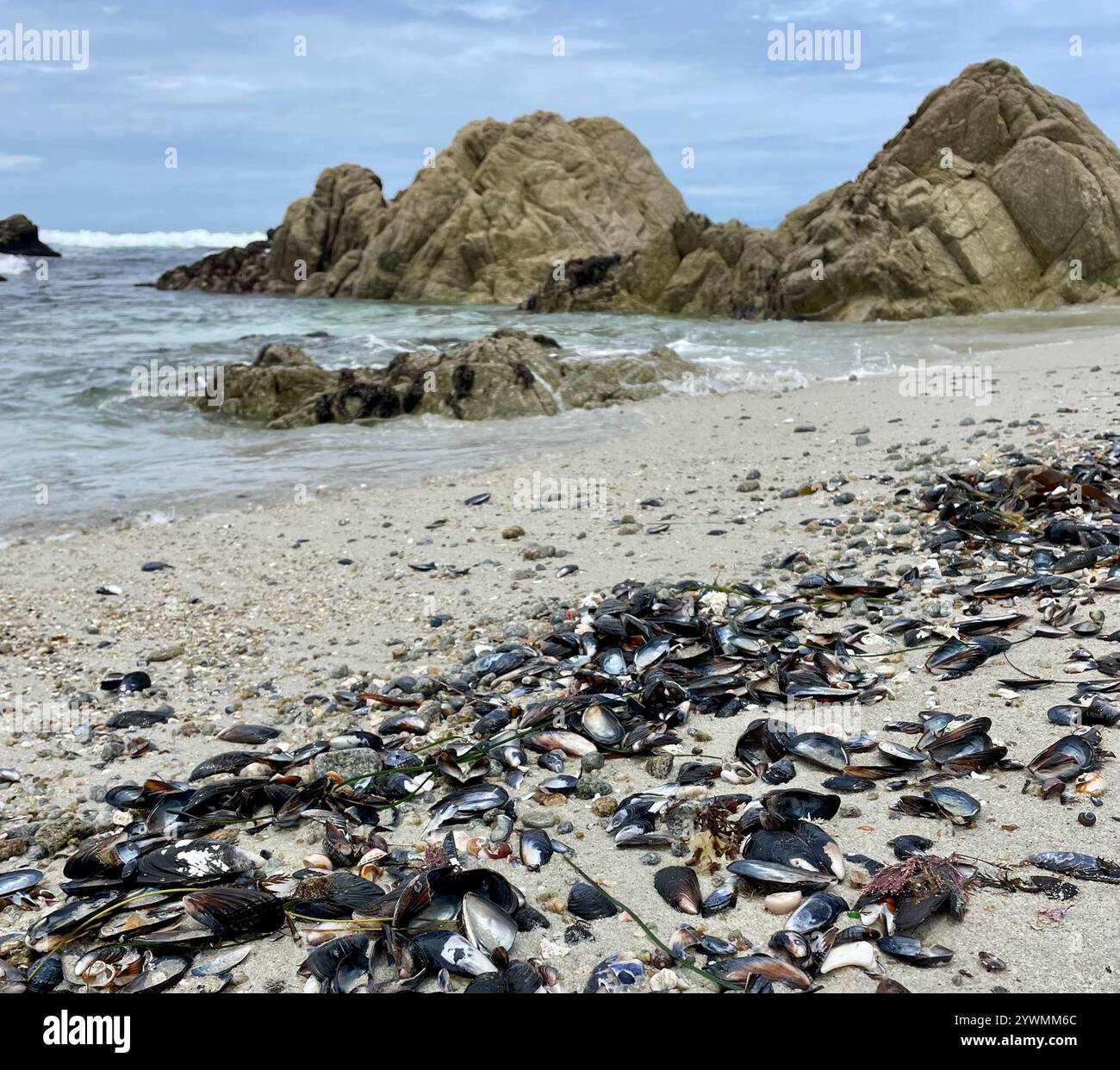 Tegula brunnea hi-res stock photography and images - Alamy