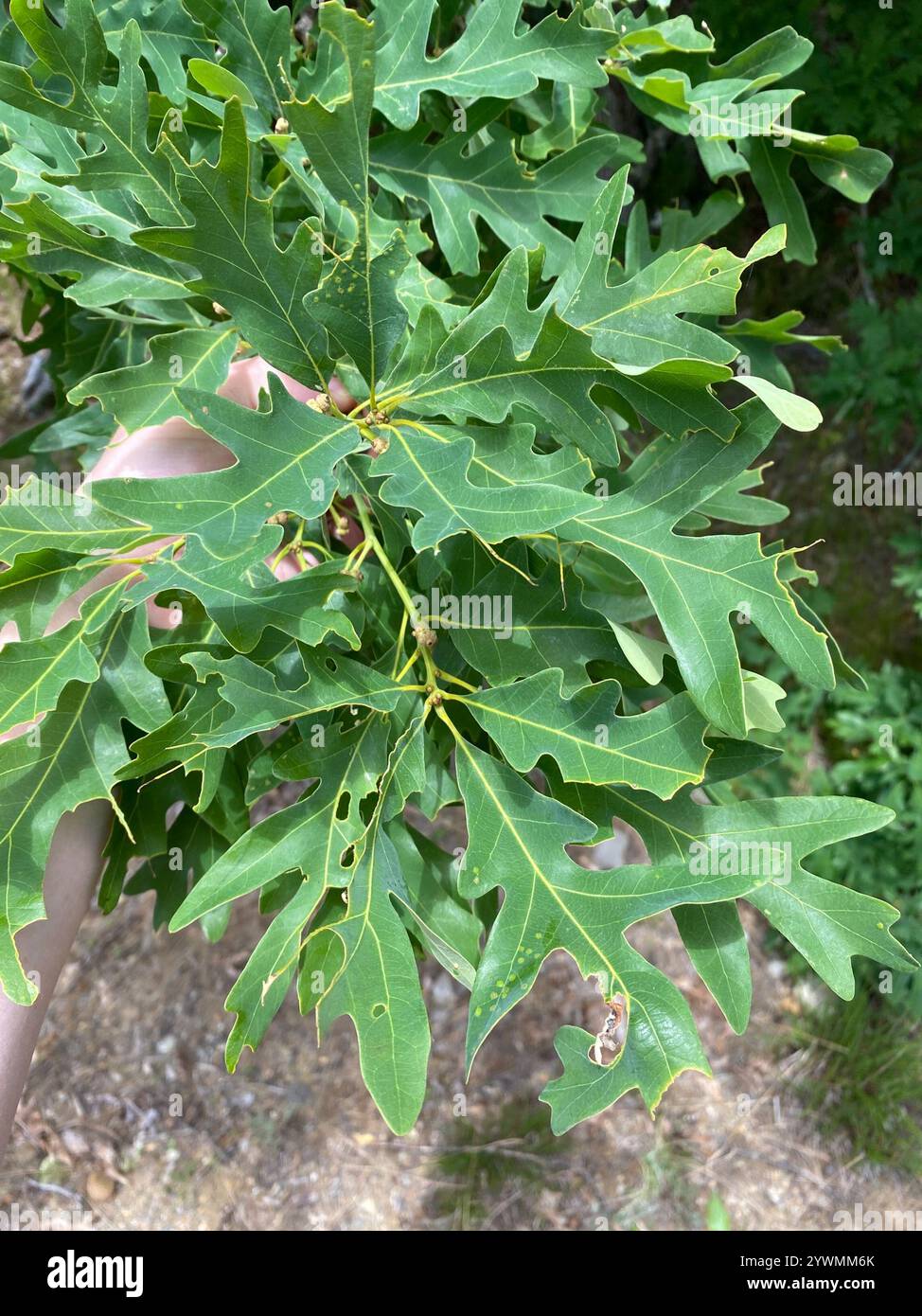 white oak (Quercus alba Stock Photo - Alamy