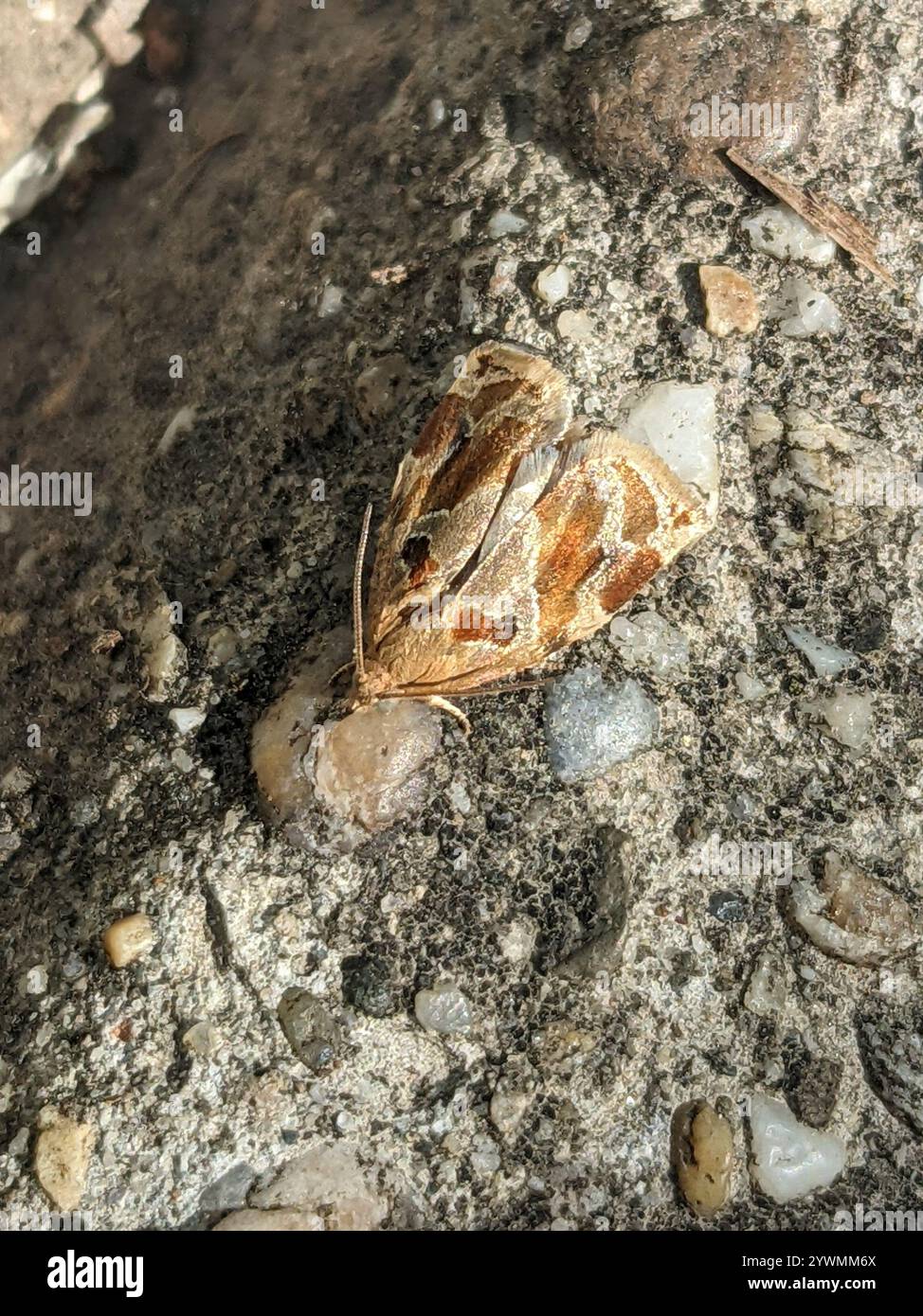 Variegated Golden Tortrix (Archips xylosteana Stock Photo - Alamy