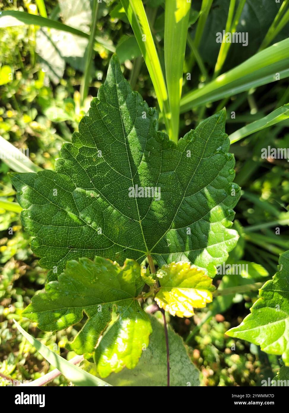 frost grape (Vitis vulpina Stock Photo - Alamy