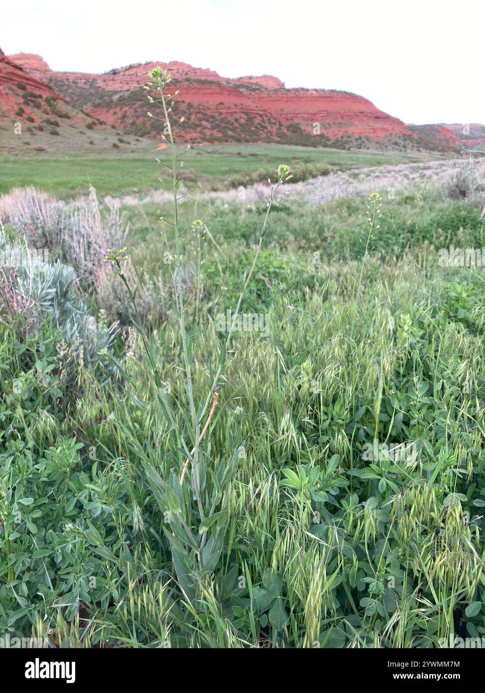 littlepod false flax (Camelina microcarpa Stock Photo - Alamy
