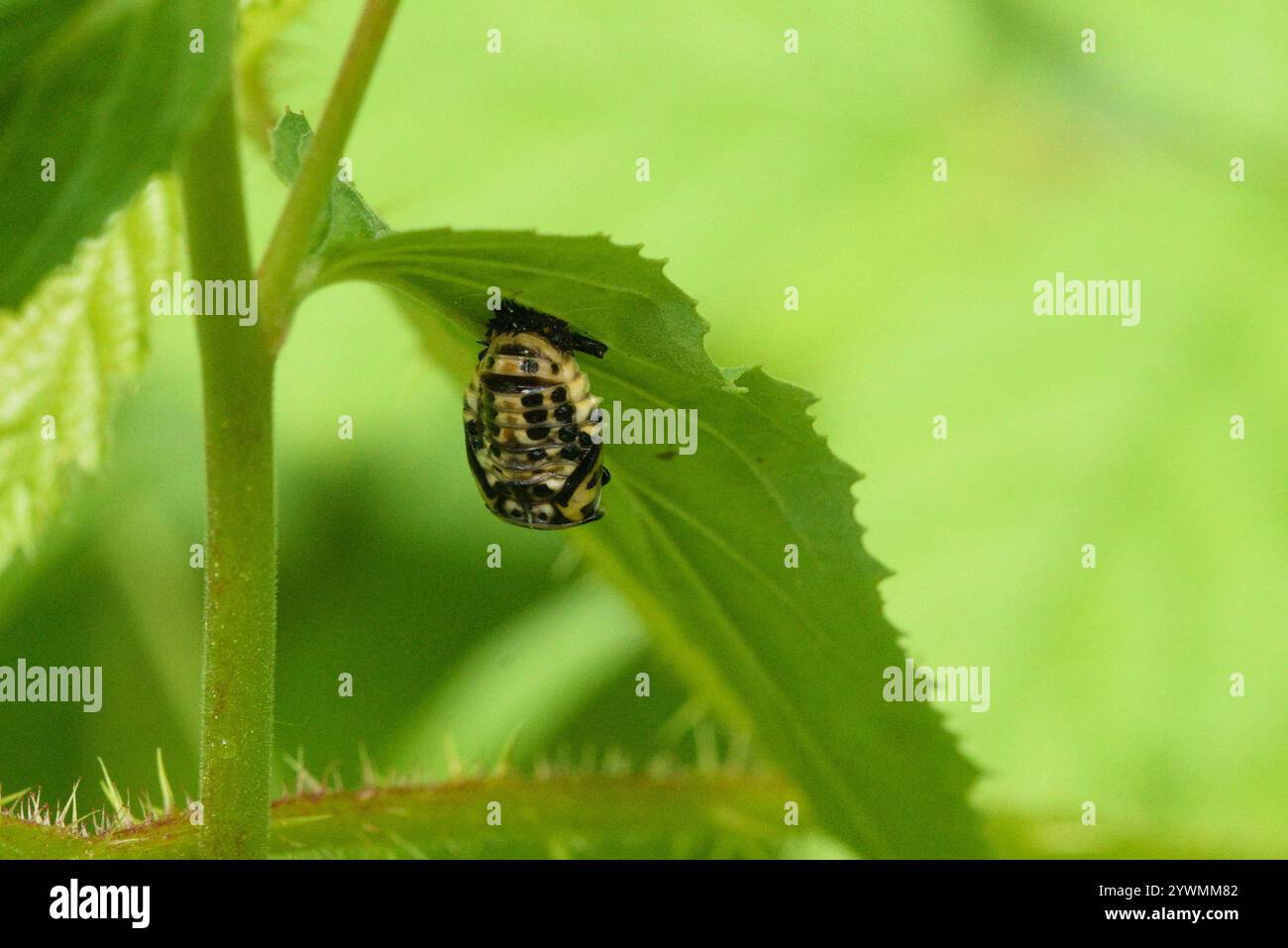 Cucujiform beetles hi-res stock photography and images - Alamy