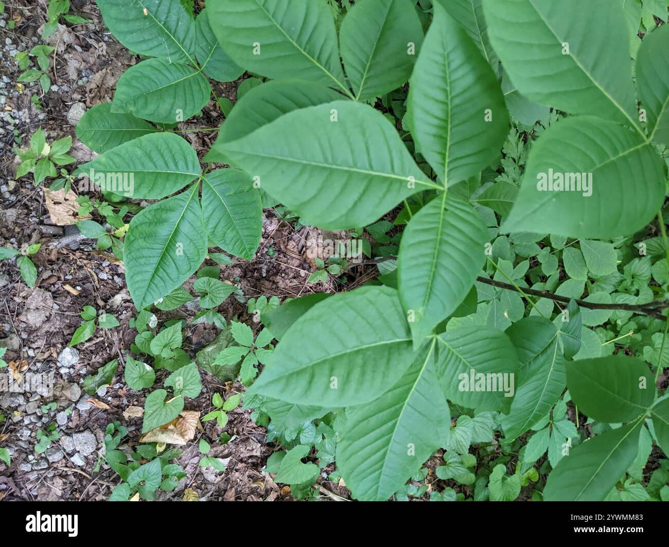 common hoptree (Ptelea trifoliata Stock Photo - Alamy