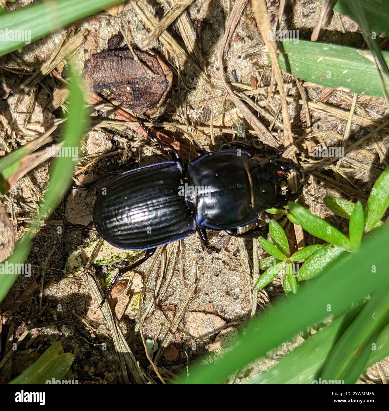 Warrior Beetles (Pasimachus Stock Photo - Alamy