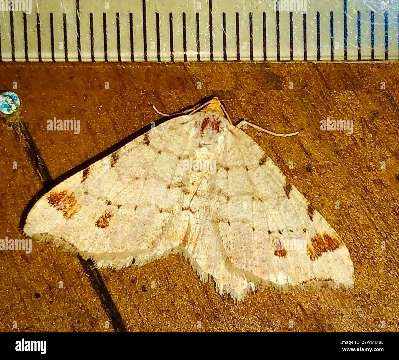 Red-headed Inchworm Moth (Macaria bisignata Stock Photo - Alamy