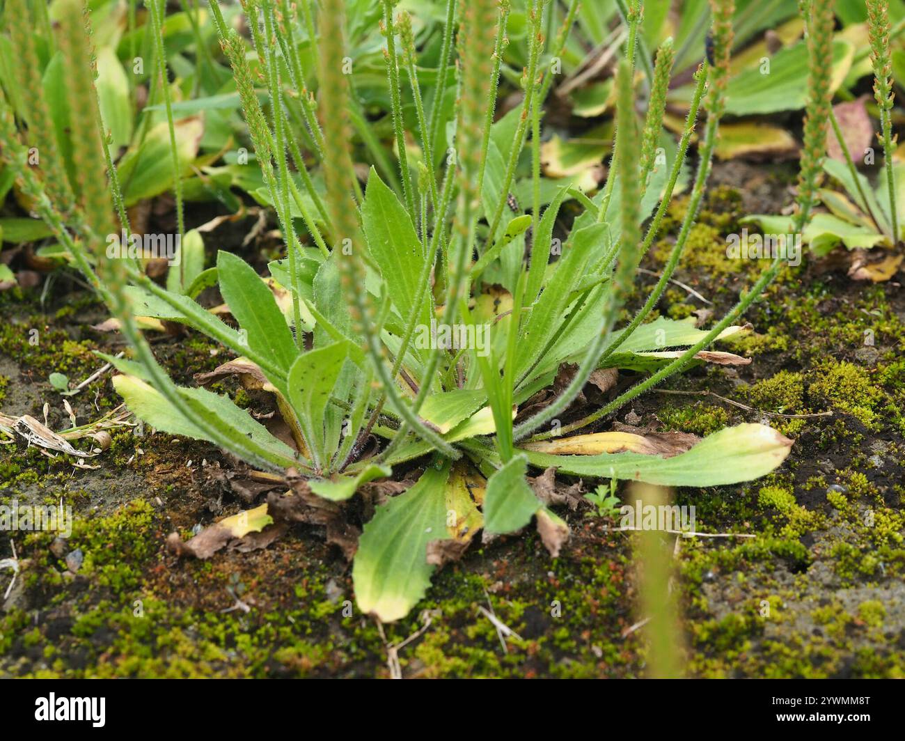dwarf plantain (Plantago virginica Stock Photo - Alamy