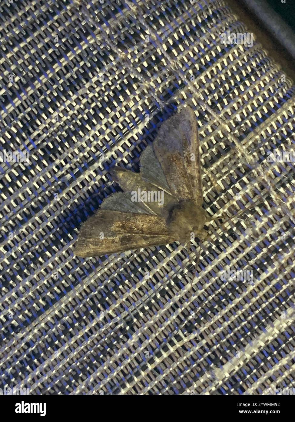 Cutworms and Dart Moths (Noctuinae Stock Photo - Alamy