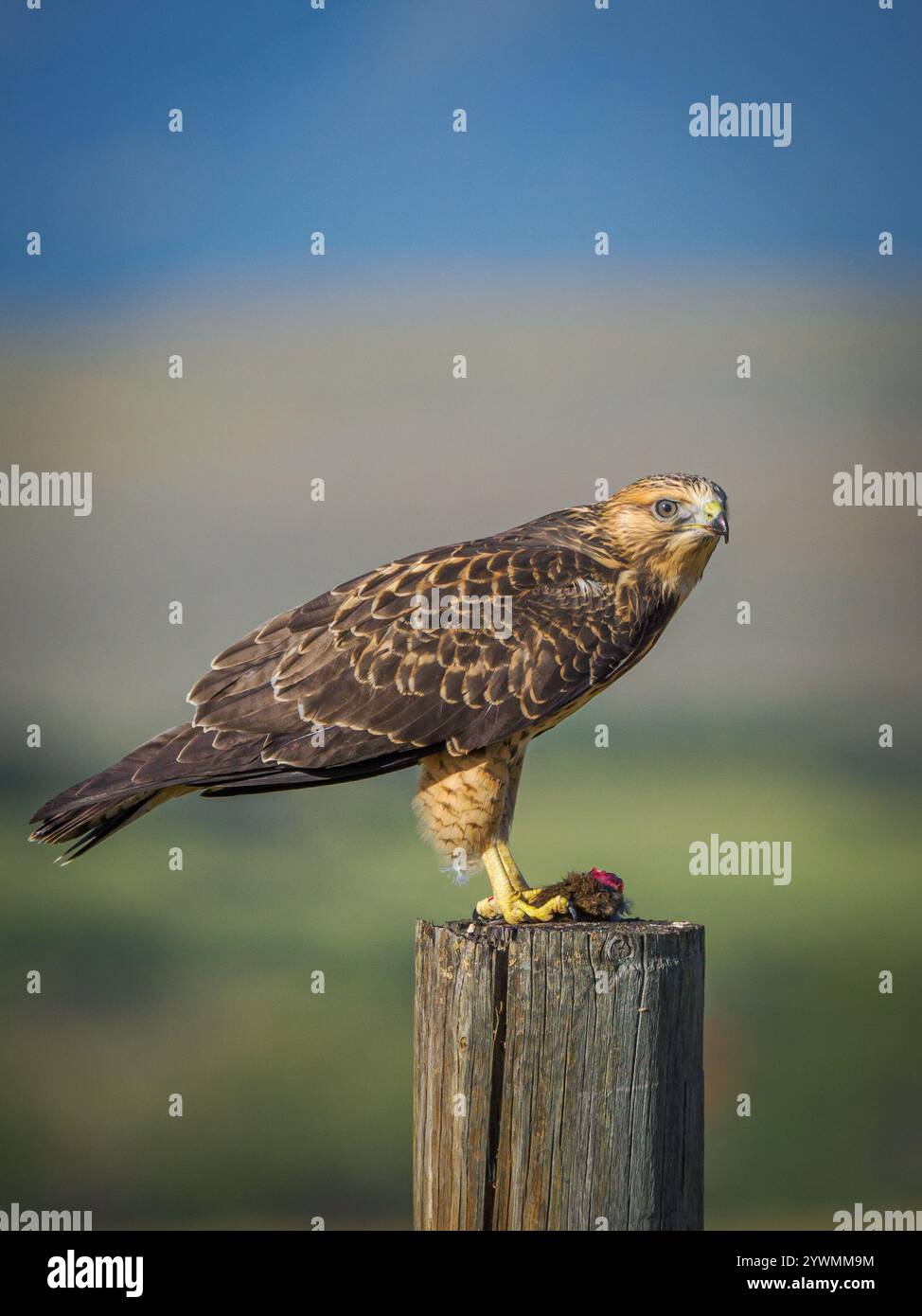redtailed hawk eating prey on a post in the prairie Stock Photo - Alamy