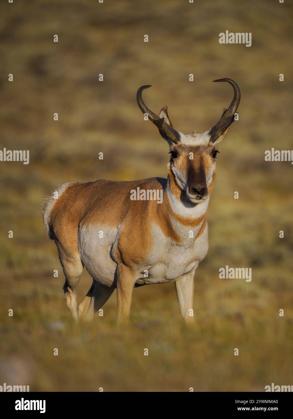 big pronghorn antelope buck walking in the prairie Stock Photo - Alamy
