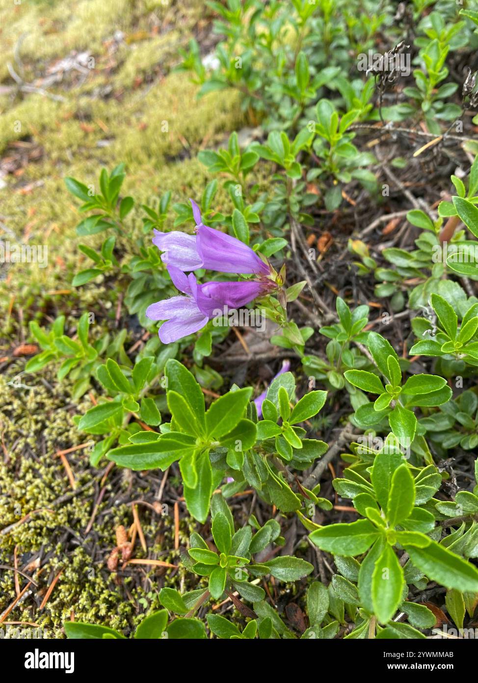Bush Penstemon (Penstemon fruticosus Stock Photo - Alamy