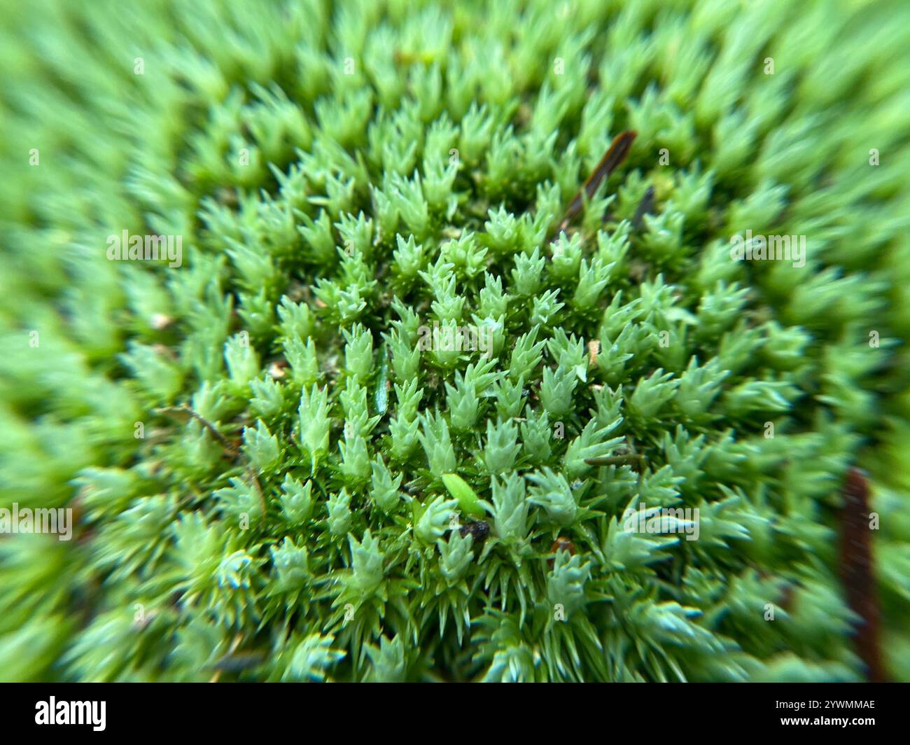 Leucobryum mosses (Leucobryum Stock Photo - Alamy