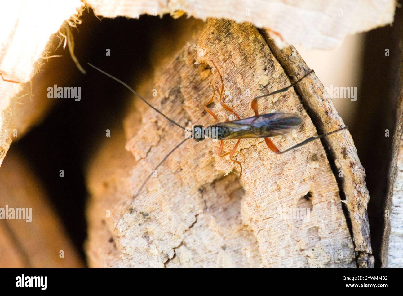 Ichneumonid and Braconid Wasps (Ichneumonoidea Stock Photo - Alamy
