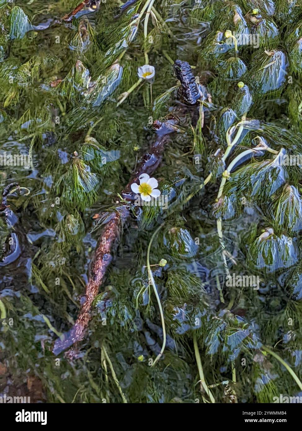 common water-crowfoot (Ranunculus aquatilis Stock Photo - Alamy