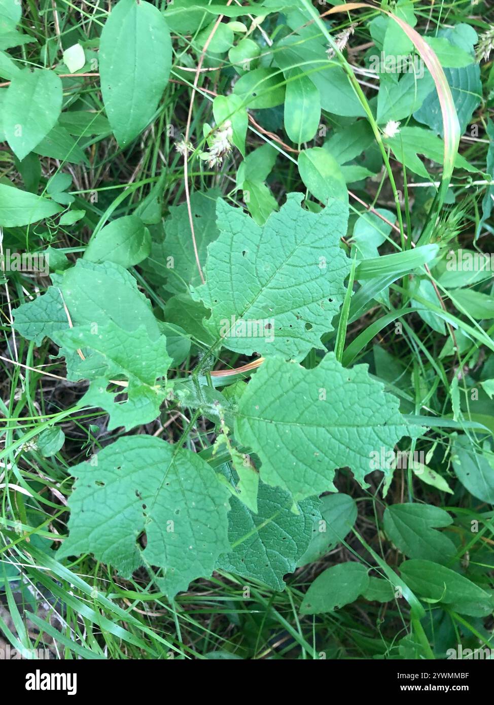 Physalis heterophylla hi-res stock photography and images - Alamy