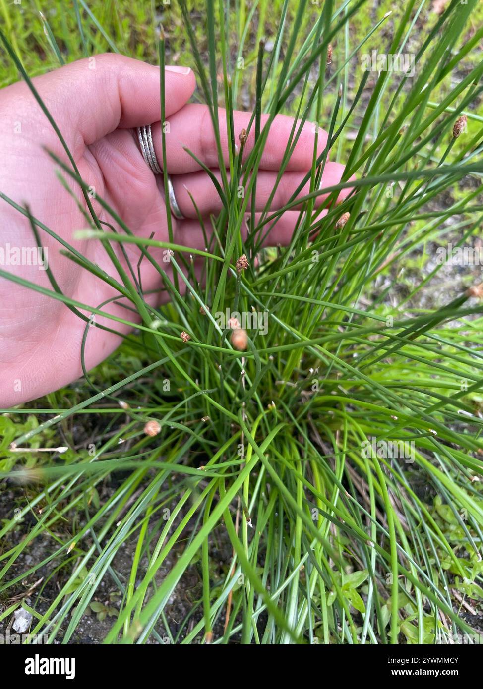 Blunt Spikerush (Eleocharis obtusa Stock Photo - Alamy