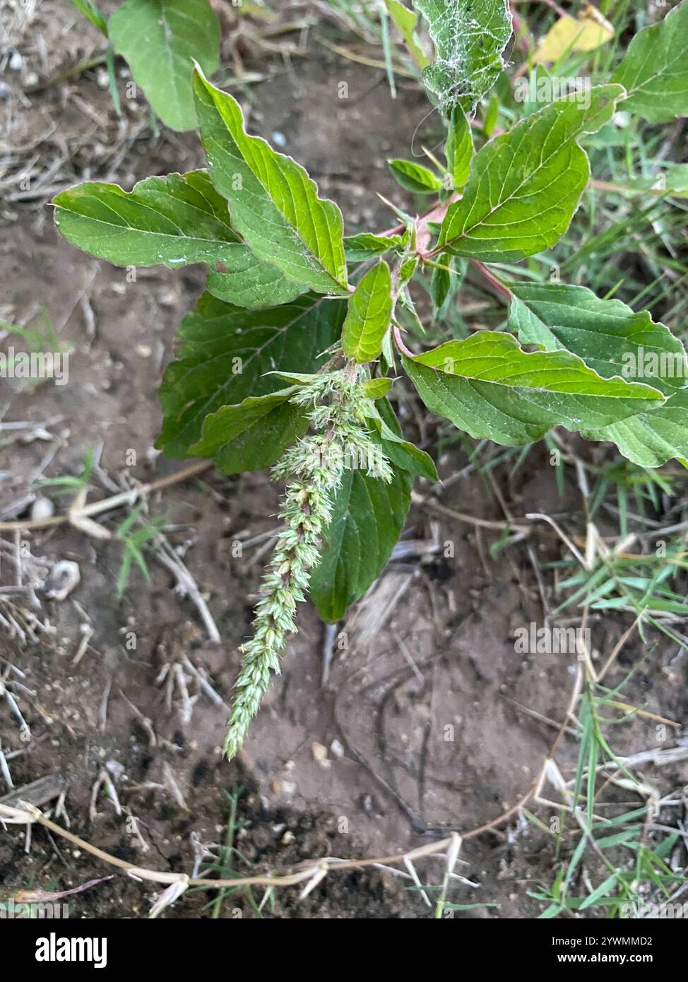 spiny amaranth (Amaranthus spinosus Stock Photo - Alamy