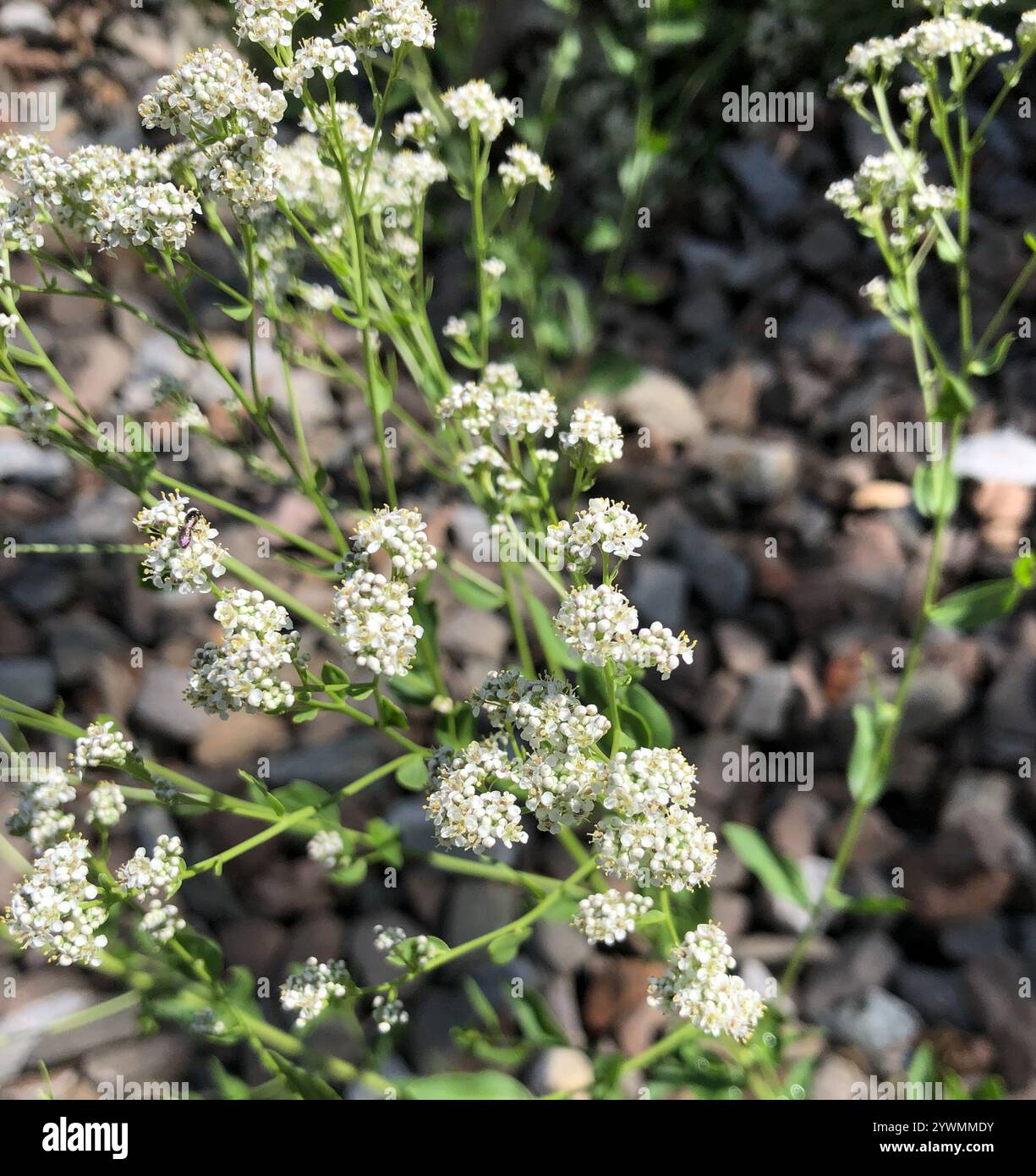 broadleaved pepperweed (Lepidium latifolium Stock Photo - Alamy