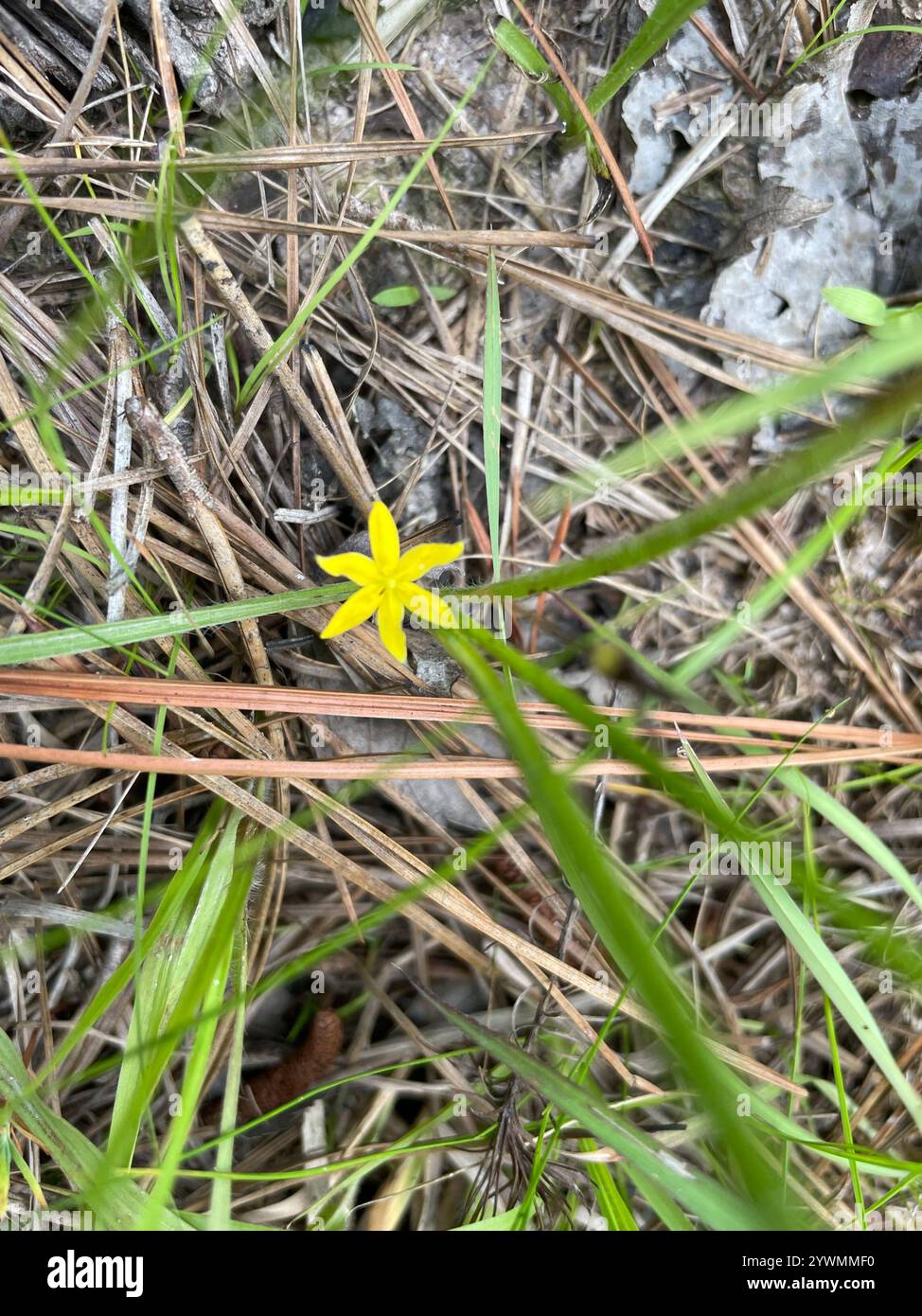 yellow star grass (Hypoxis hirsuta Stock Photo - Alamy