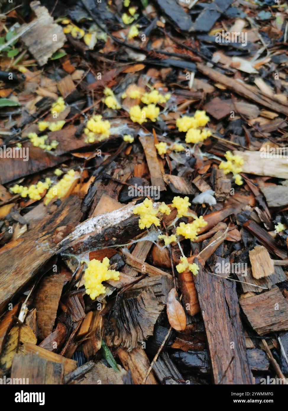 true slime molds (Myxomycetes Stock Photo - Alamy