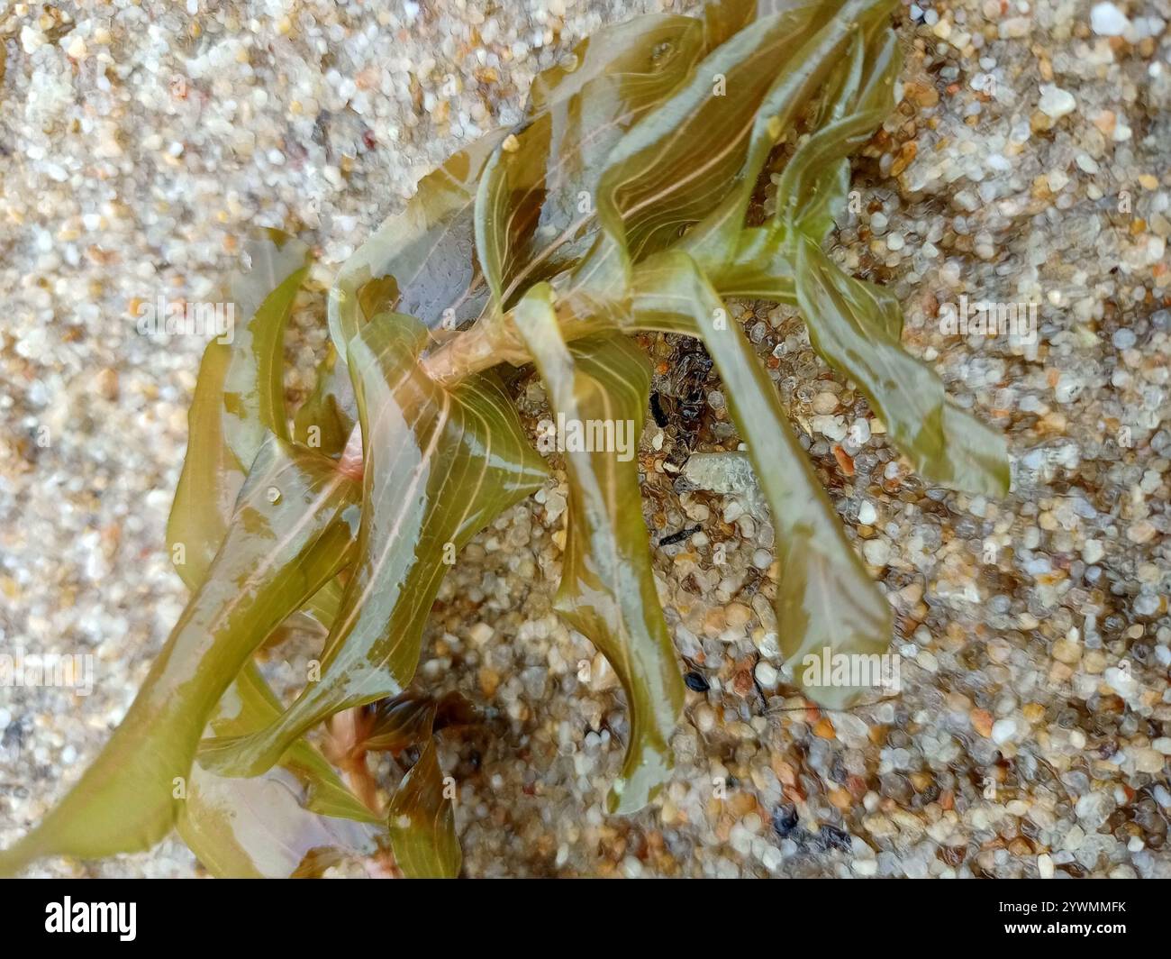 Perfoliate Pondweed (Potamogeton perfoliatus Stock Photo - Alamy
