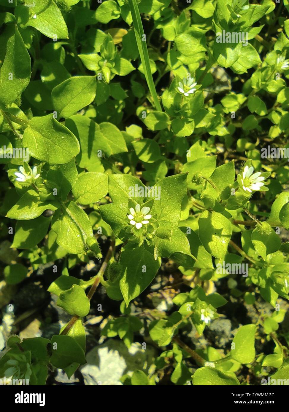 common chickweed (Stellaria media Stock Photo - Alamy