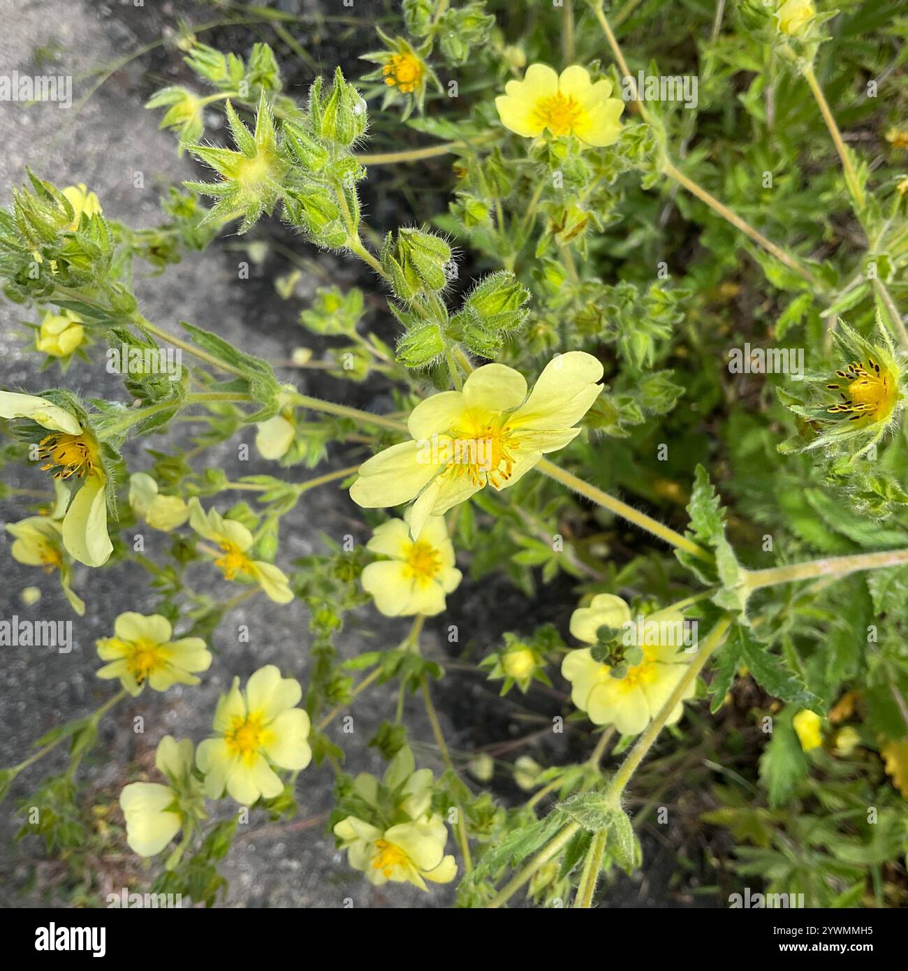 sulphur cinquefoil (Potentilla recta Stock Photo - Alamy