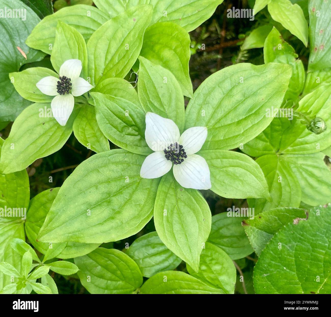 Western Bunchberry (Cornus unalaschkensis Stock Photo - Alamy