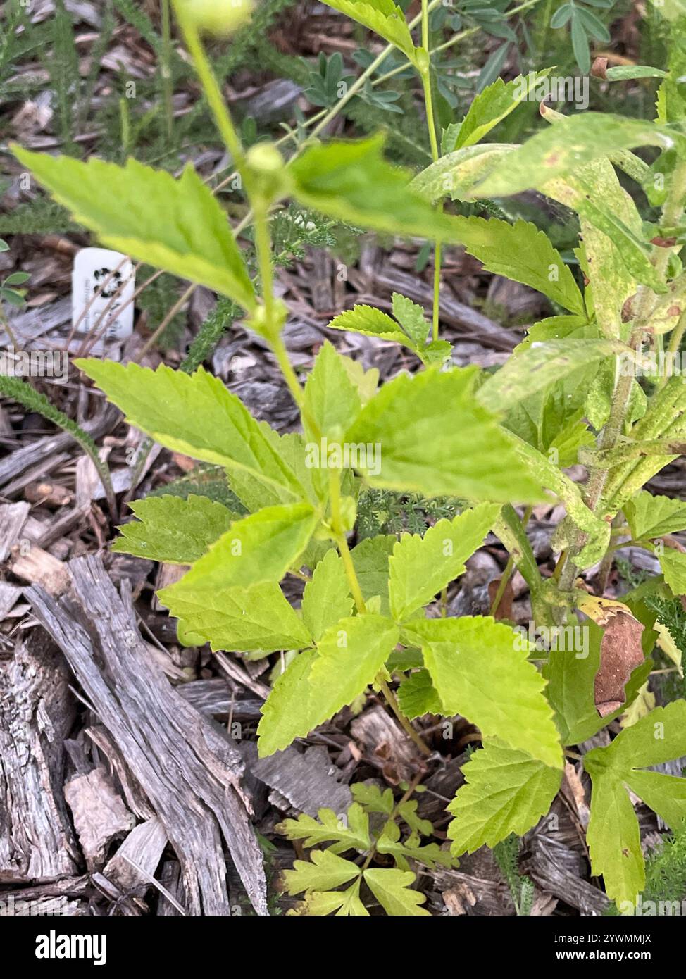white avens (Geum canadense Stock Photo - Alamy