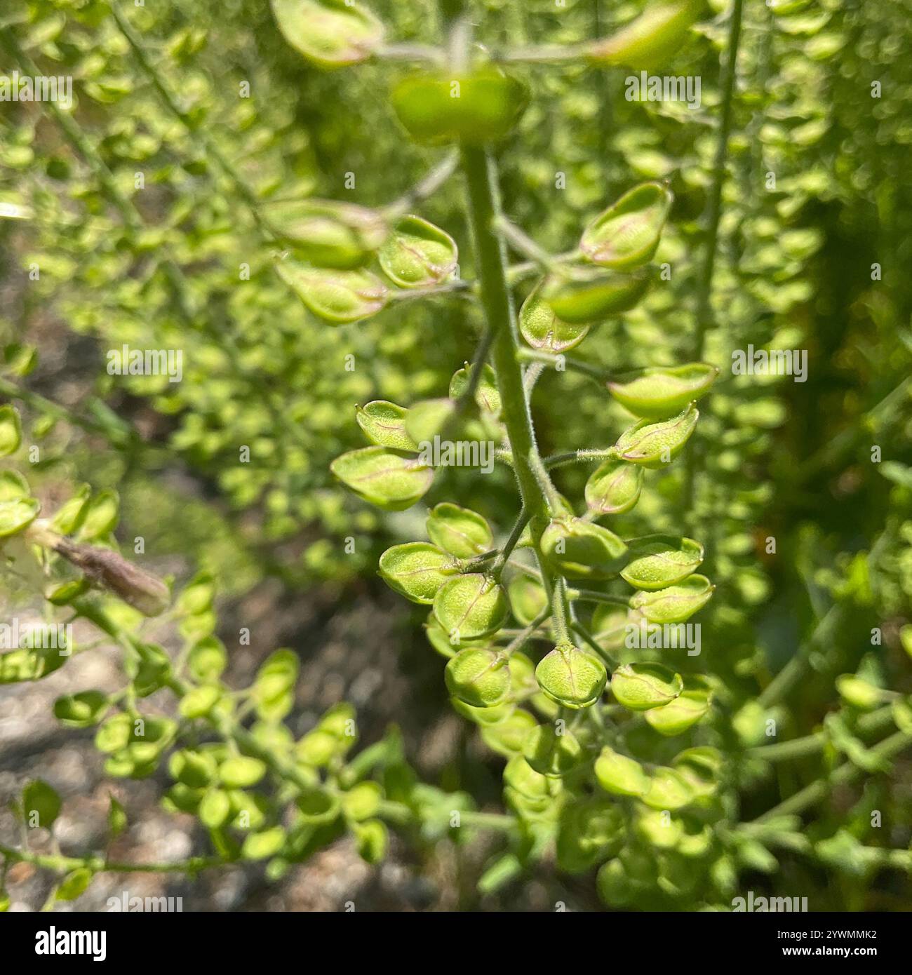 field peppergrass (Lepidium campestre Stock Photo - Alamy