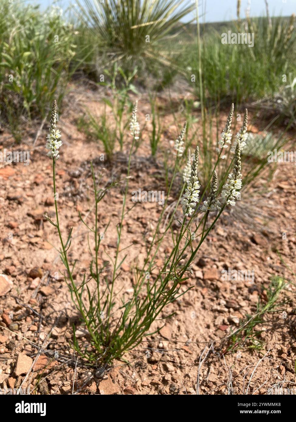 Polygala alba hi-res stock photography and images - Alamy