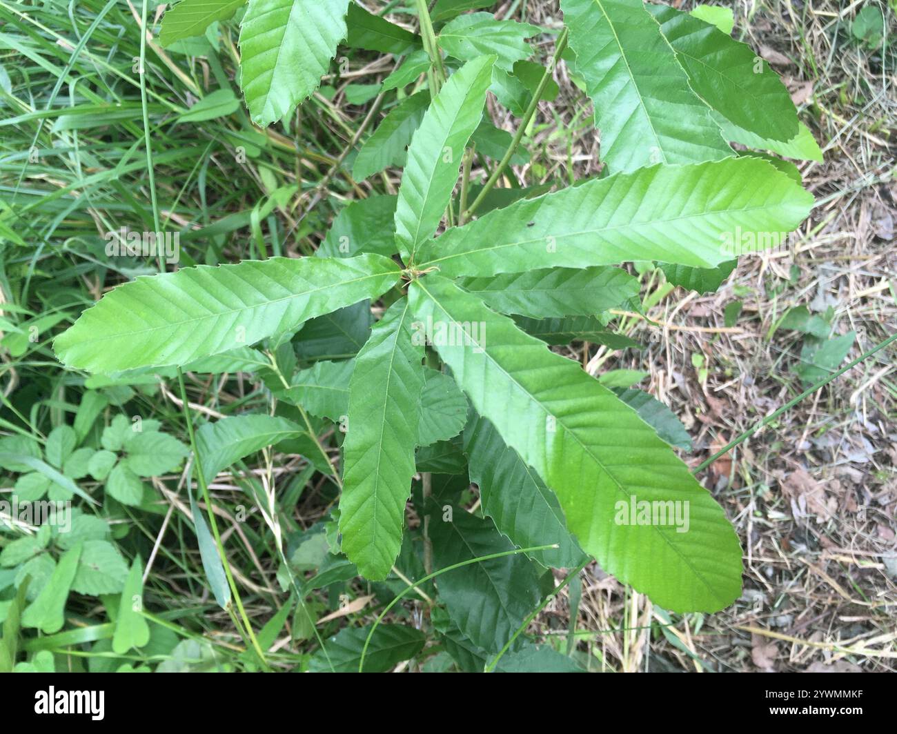 Chinese cork oak (Quercus variabilis Stock Photo - Alamy