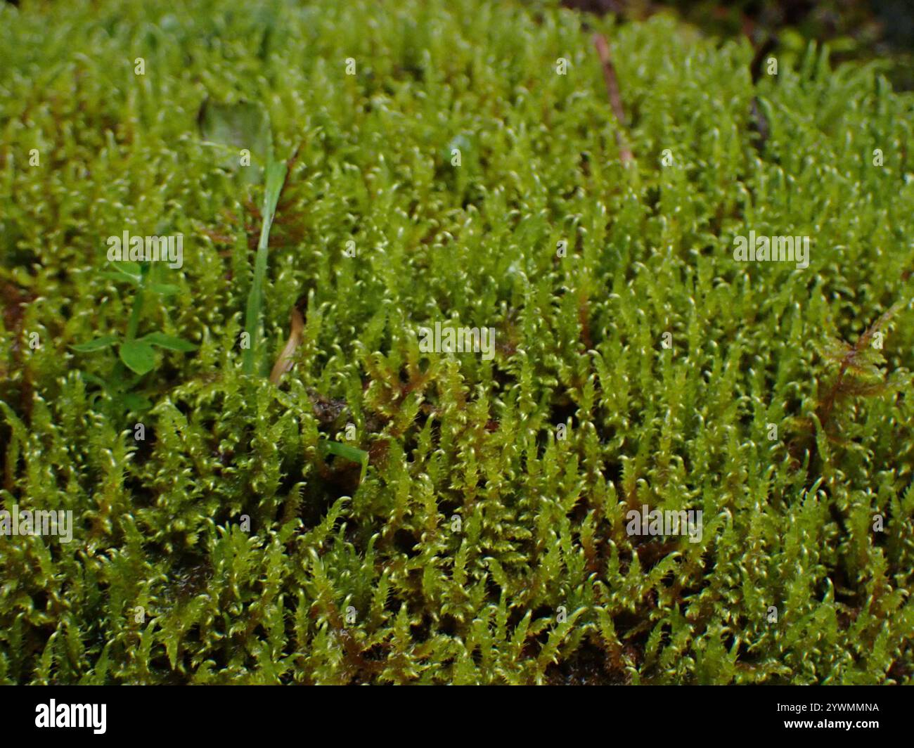 fern-leaved hook-moss (Cratoneuron filicinum Stock Photo - Alamy