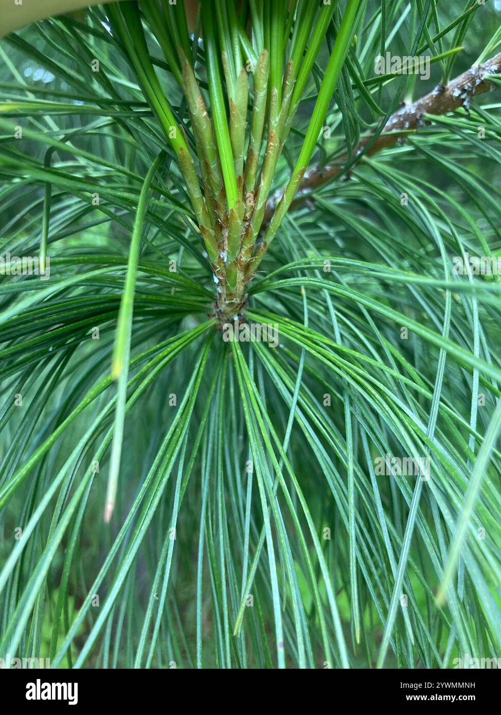 Siberian pine (Pinus sibirica Stock Photo - Alamy