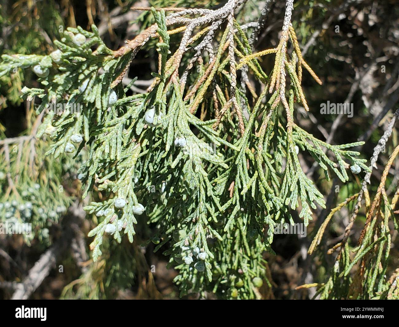 Rocky Mountain Juniper (Juniperus scopulorum Stock Photo - Alamy