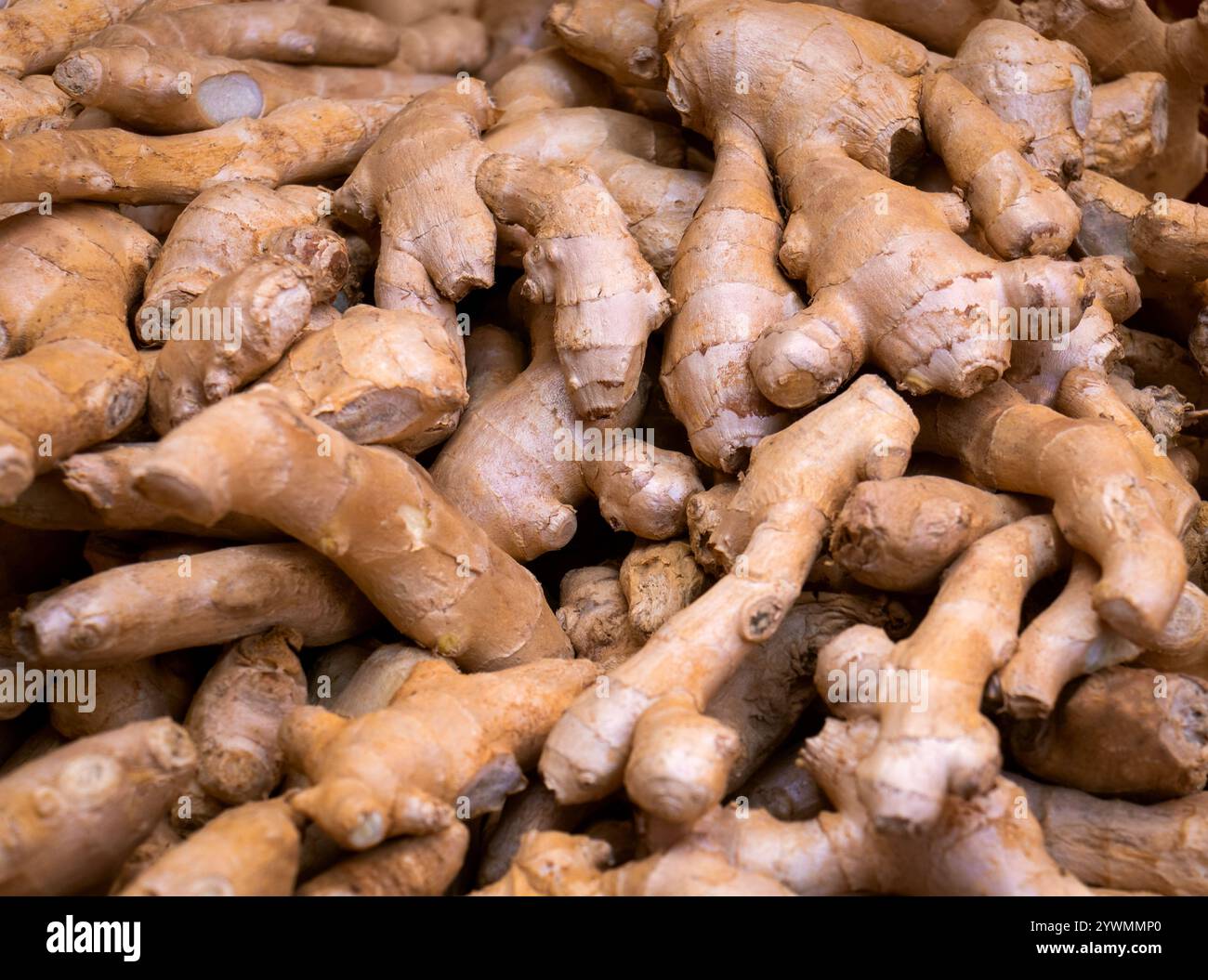 Fresh ginger root – whole raw rhizome full frame background, close up ...