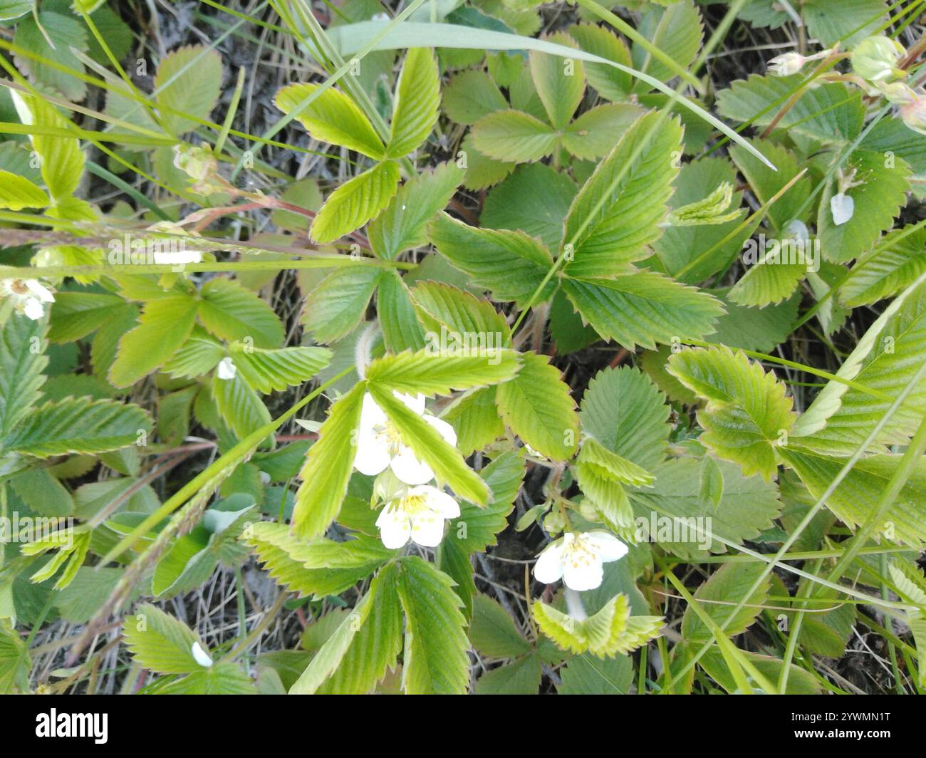 green strawberry (Fragaria viridis Stock Photo - Alamy