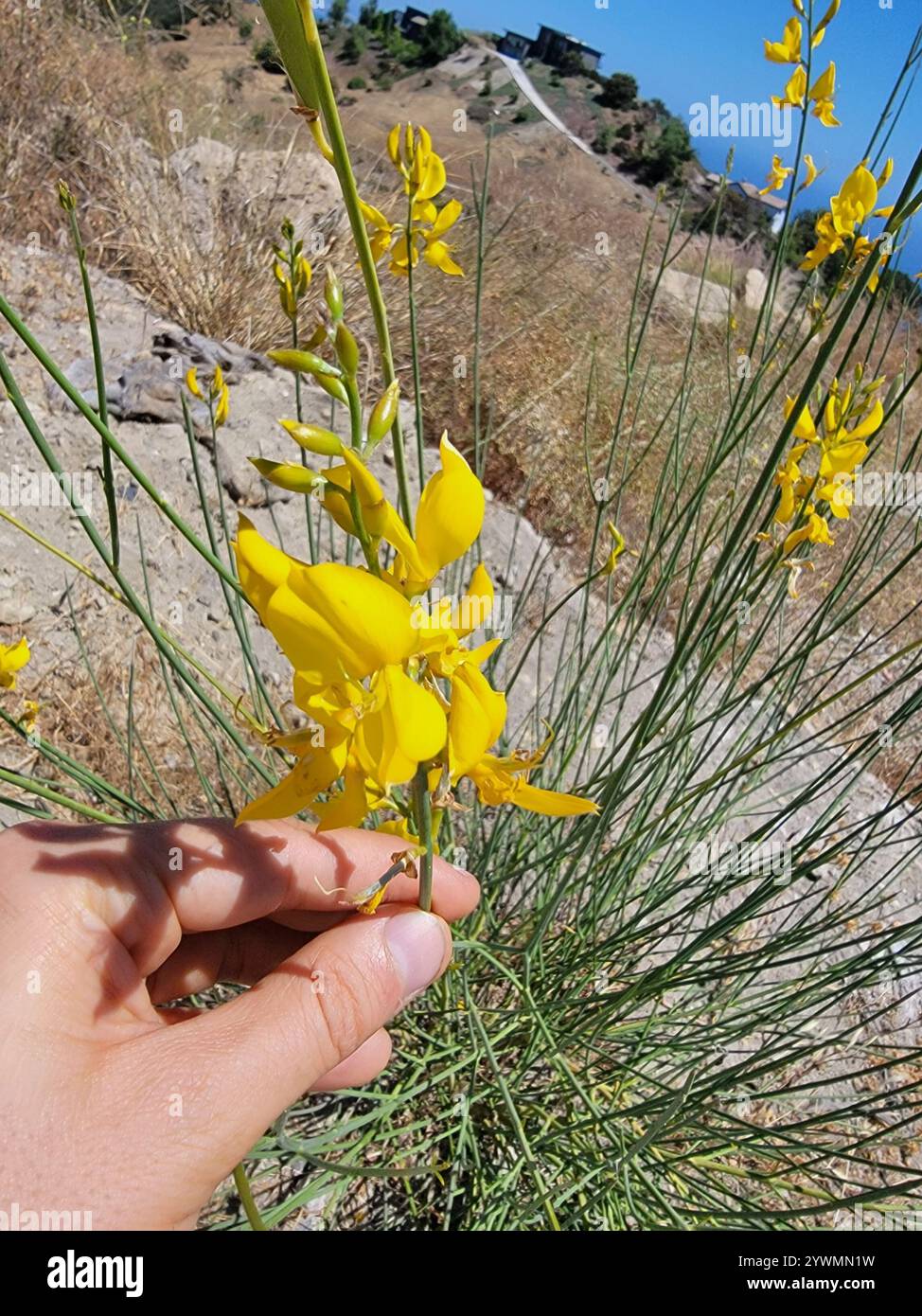 Spanish Broom (Spartium junceum Stock Photo - Alamy