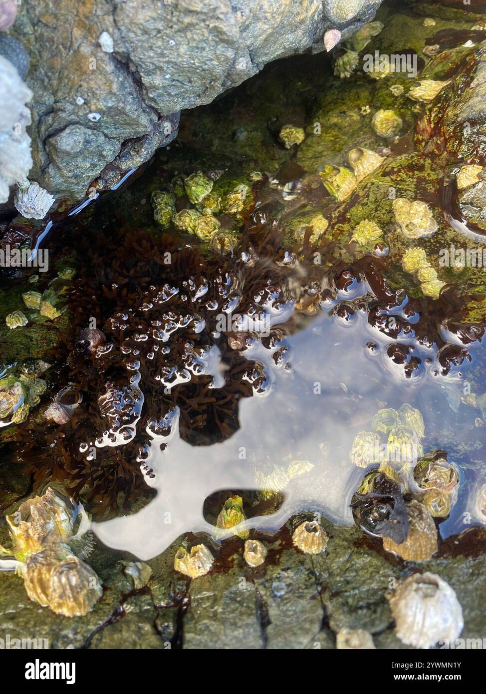 red algae (Rhodophyta Stock Photo - Alamy