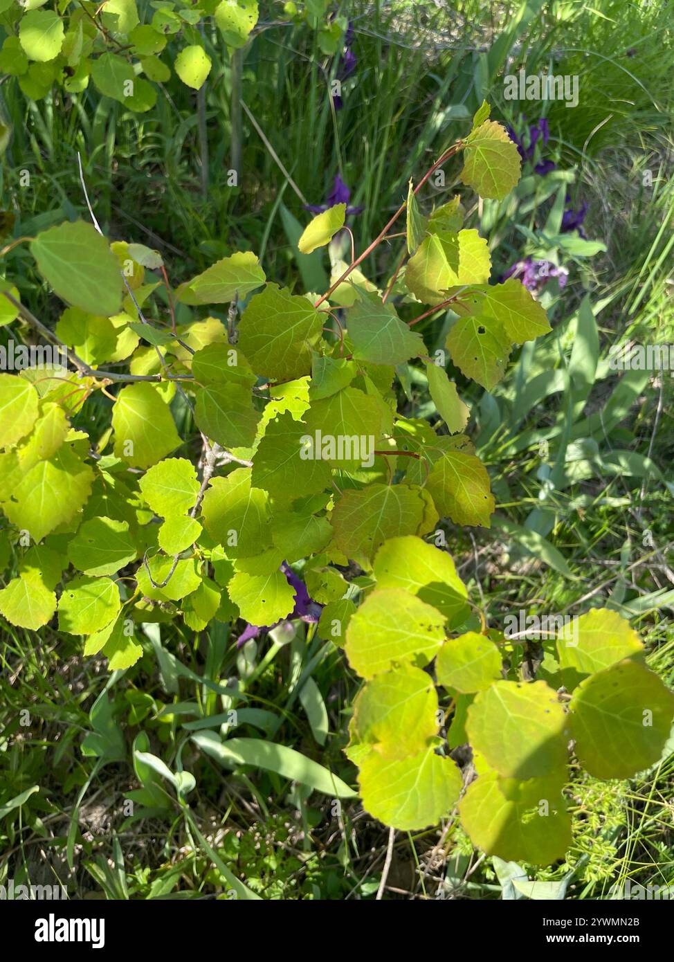 European aspen (Populus tremula Stock Photo - Alamy