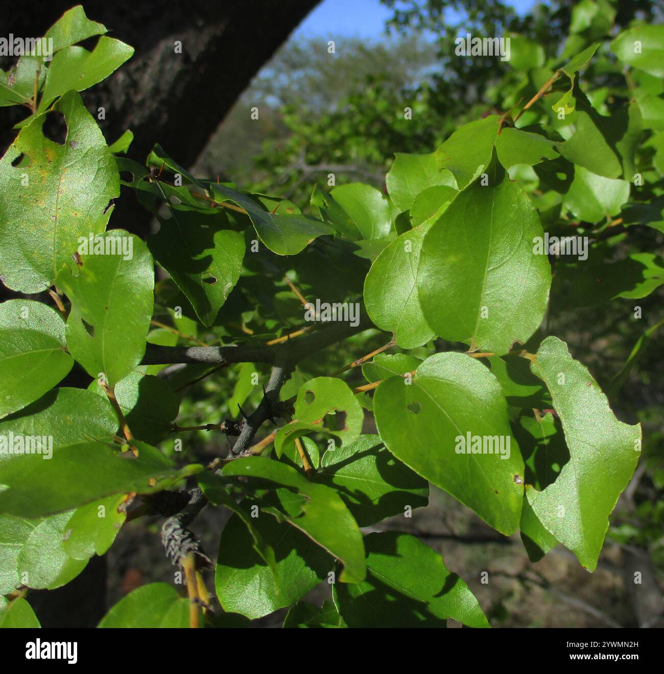 buffalo-thorn (Ziziphus mucronata Stock Photo - Alamy