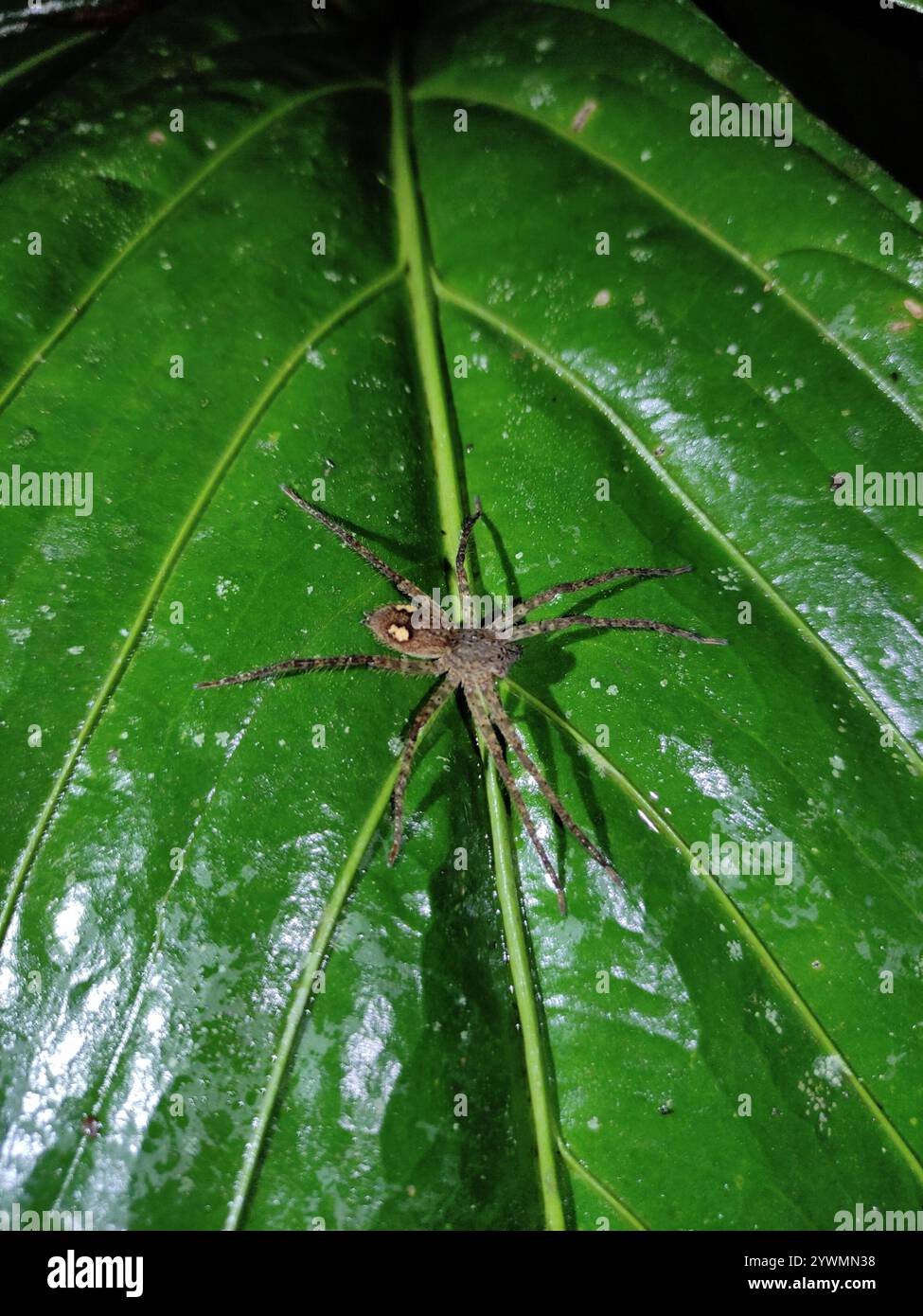 Wolf Spiders and Allies (Lycosoidea Stock Photo - Alamy
