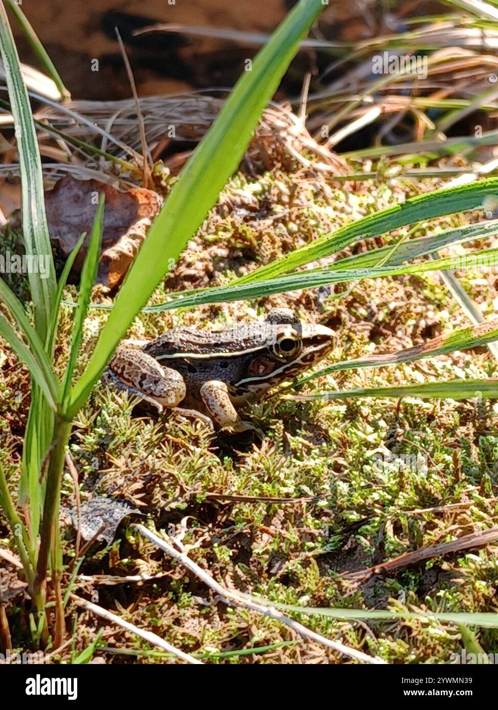 Southern Leopard Frog (Lithobates sphenocephalus Stock Photo - Alamy