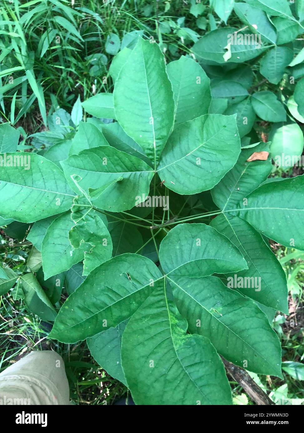 Wafer Ash (Ptelea trifoliata mollis Stock Photo - Alamy