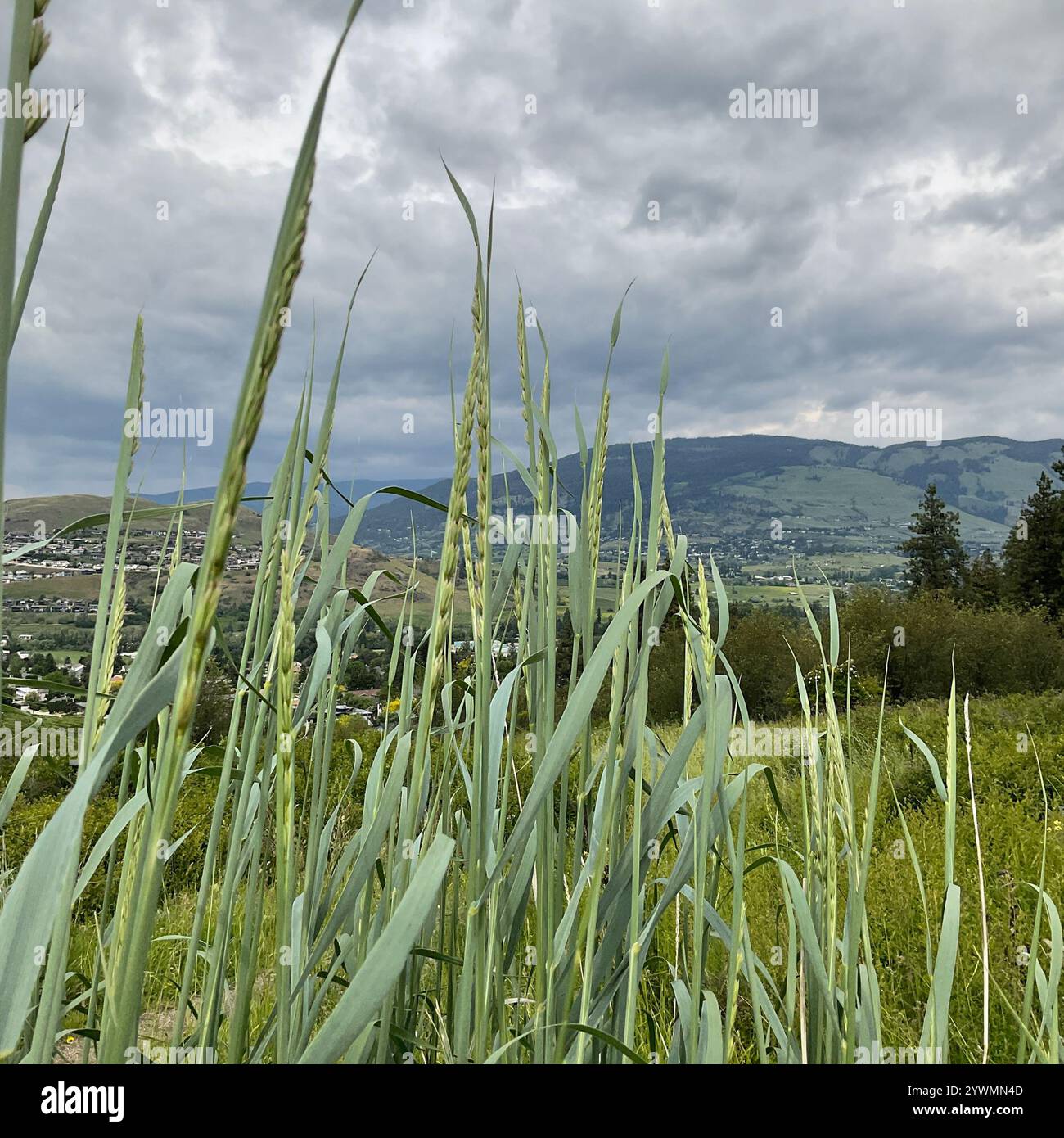 Leymus cinereus hi-res stock photography and images - Alamy