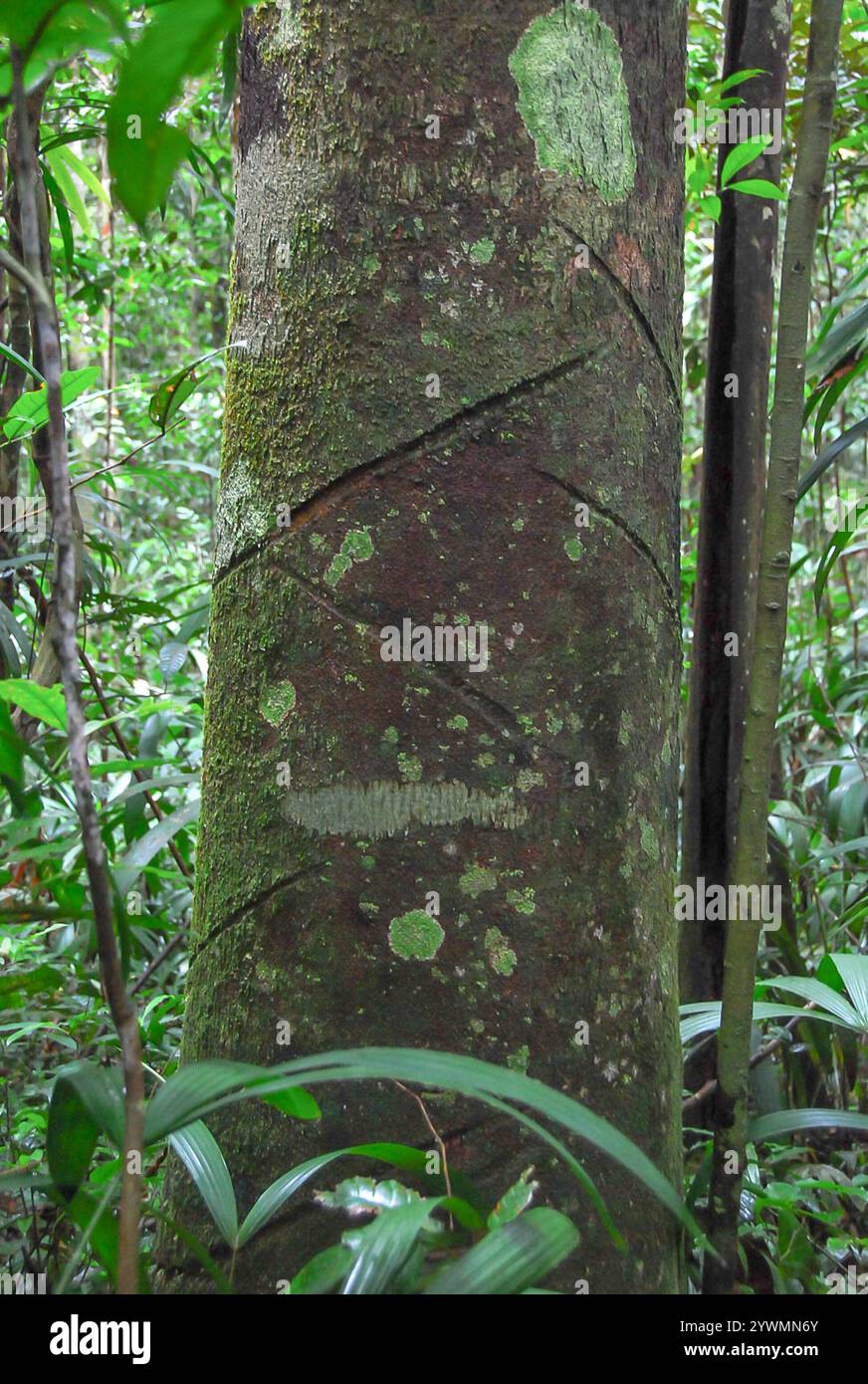 Couma hi-res stock photography and images - Alamy